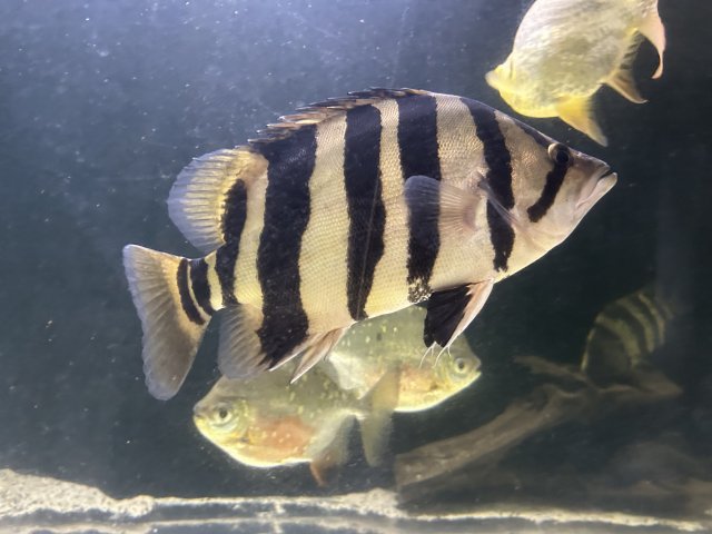 For Sale - 13” datnoid | MonsterFishKeepers.com