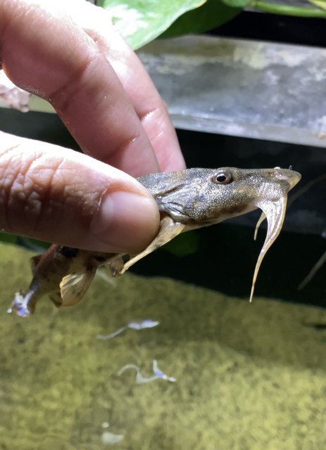 For Sale - 6” goonch catfish | MonsterFishKeepers.com