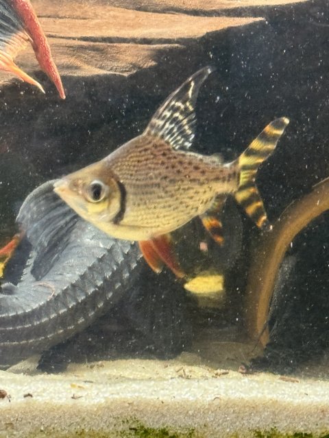 For Sale - SB Red Flagtail | MonsterFishKeepers.com