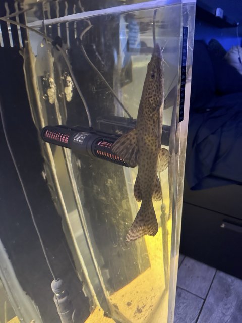 For Sale - Rare Jau / Gilded Catfish (Zungaro zungaro) | MonsterFishKeepers.com