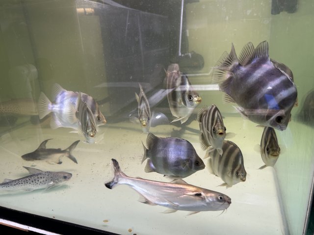 For Sale - African tiger scat | MonsterFishKeepers.com