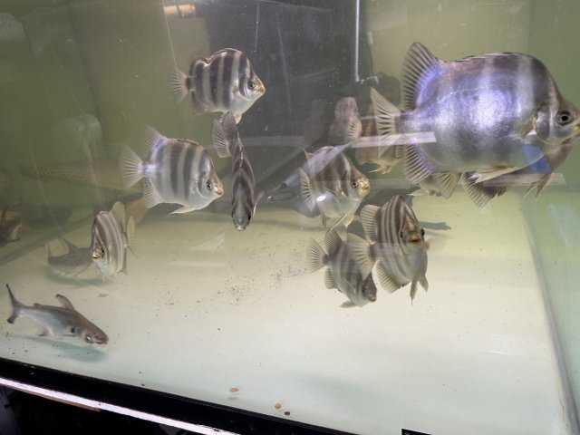 For Sale - African tiger scat | MonsterFishKeepers.com