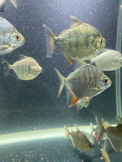 Zebra Parrot pacu | MonsterFishKeepers.com