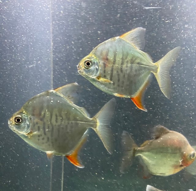 Zebra Parrot pacu | MonsterFishKeepers.com