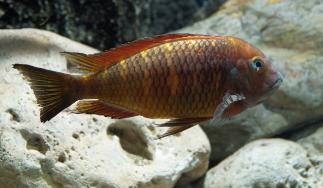 Show Us The Different Species of African Rift Lake Cichlids ...