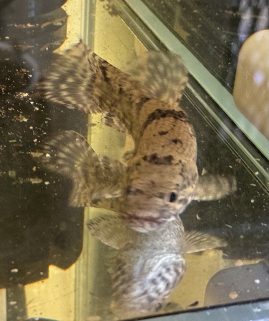 For Sale - 7inch aimara wolf fish | MonsterFishKeepers.com