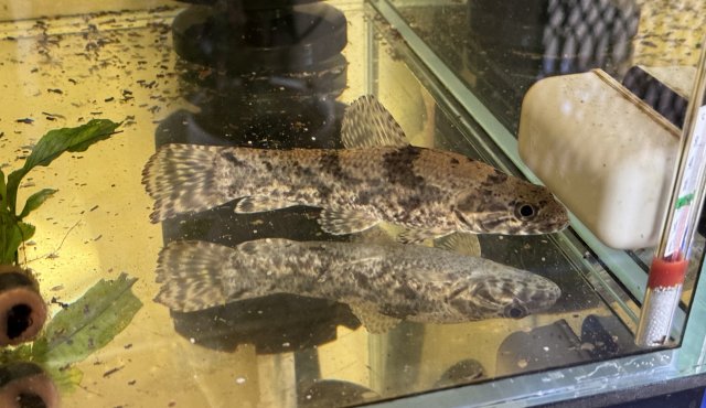 For Sale - 7inch aimara wolf fish | MonsterFishKeepers.com