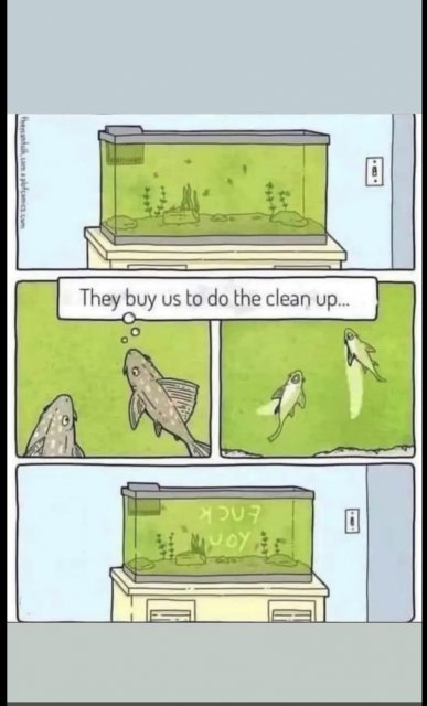 Is Pleco Good For Tank Clean Up? | MonsterFishKeepers.com