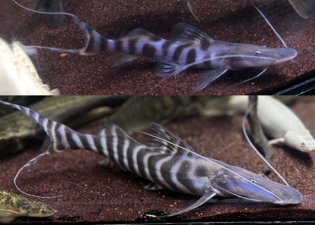 For Sale - Tigrinus catfish | MonsterFishKeepers.com