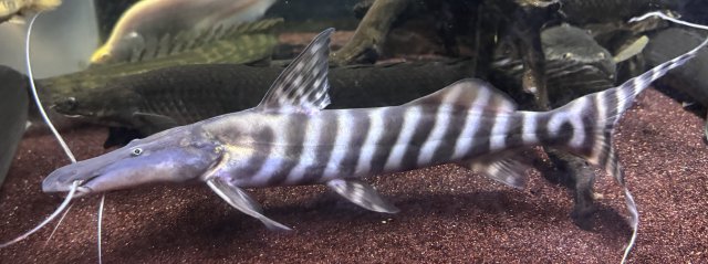 For Sale - Tigrinus catfish | MonsterFishKeepers.com