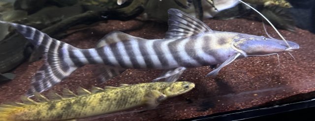 For Sale - Tigrinus catfish | MonsterFishKeepers.com