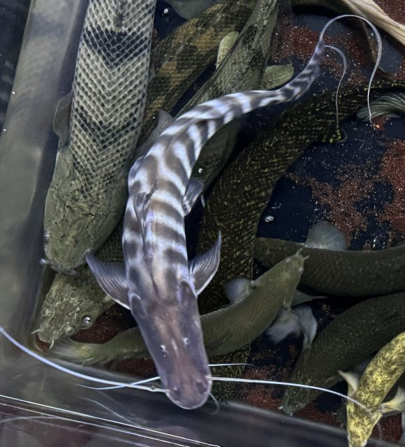 For Sale - Tigrinus catfish | MonsterFishKeepers.com