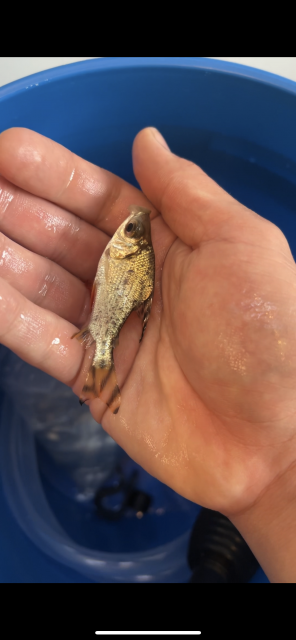 Red flag tail | MonsterFishKeepers.com