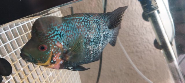 For Trade - Goldenbase kamfa x kkp | MonsterFishKeepers.com