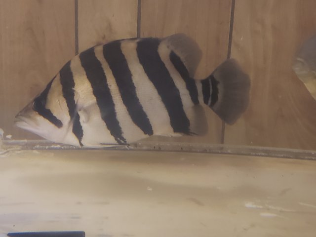For Sale - 4 bar indo datnoid 12-13" | MonsterFishKeepers.com