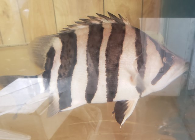 For Sale - 4 bar indo datnoid 12-13" | MonsterFishKeepers.com