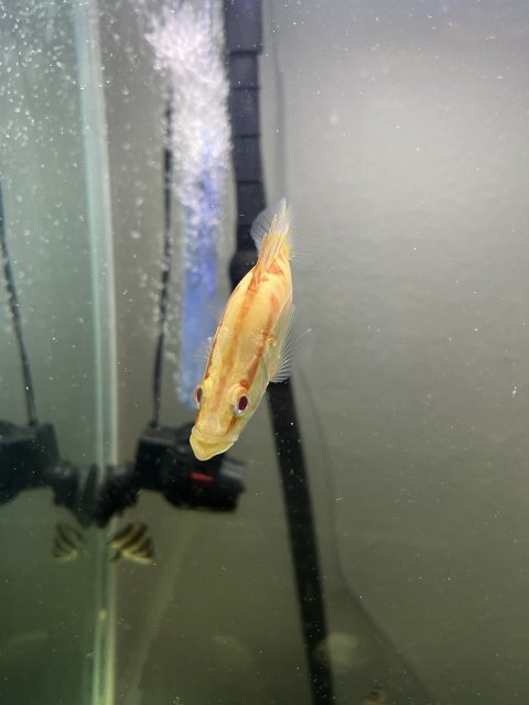 Albino Chinese perch | MonsterFishKeepers.com