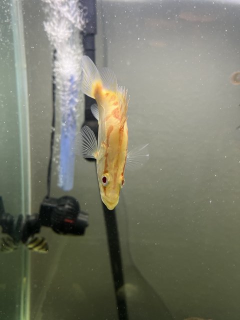 Albino Chinese perch | MonsterFishKeepers.com