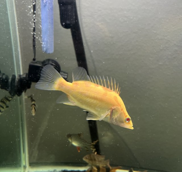 Albino Chinese perch | MonsterFishKeepers.com
