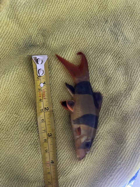 For Sale - Clown loaches | MonsterFishKeepers.com