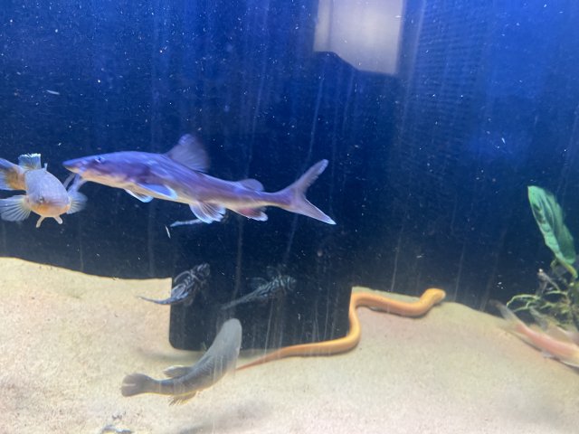 For Sale - STORMII CATFISH (HEMIARIUS STORMII) | MonsterFishKeepers.com