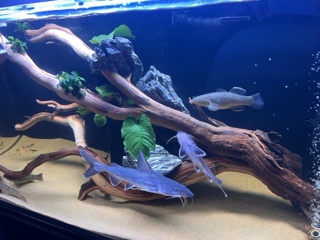 For Sale - STORMII CATFISH (HEMIARIUS STORMII) | MonsterFishKeepers.com