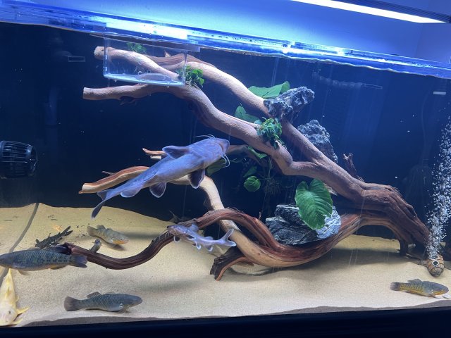 For Sale - STORMII CATFISH (HEMIARIUS STORMII) | MonsterFishKeepers.com