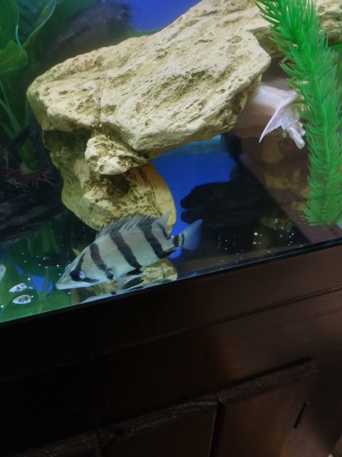For Sale - Datnoids | MonsterFishKeepers.com