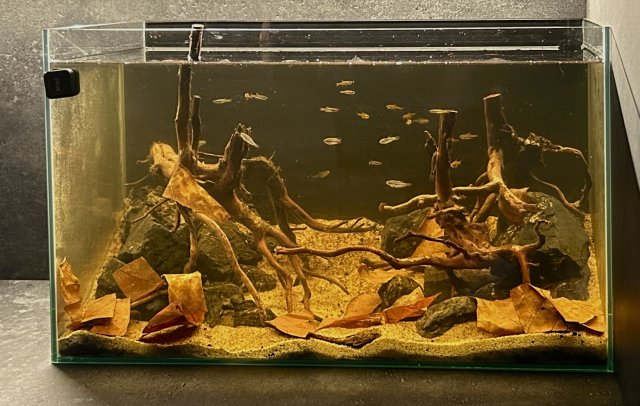 My Chaca Chaca catfish | MonsterFishKeepers.com