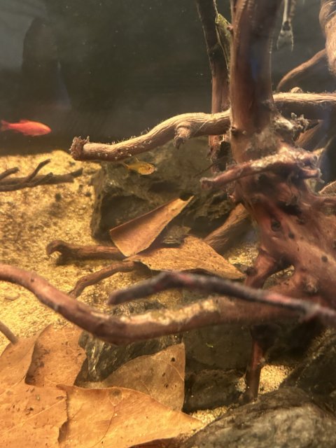 My Chaca Chaca catfish | MonsterFishKeepers.com