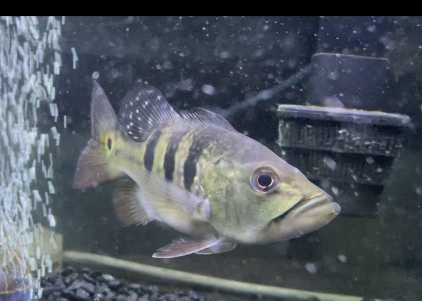 For Sale - 2x short body peacock bass | MonsterFishKeepers.com