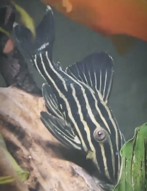 For Trade - L27 plecos | MonsterFishKeepers.com