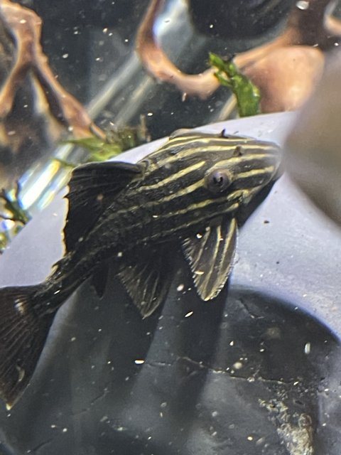 For Trade - L27 plecos | MonsterFishKeepers.com
