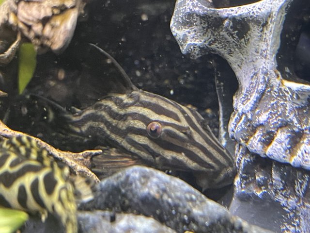 For Trade - L27 plecos | MonsterFishKeepers.com