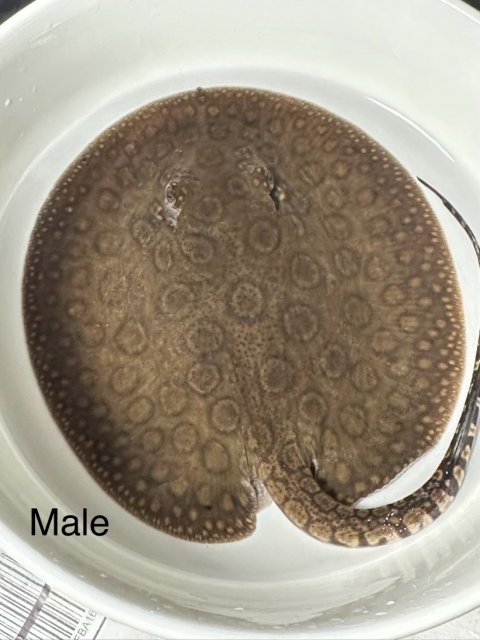 For Sale - Baby stingrays (motoro) | MonsterFishKeepers.com