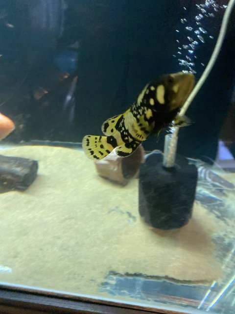 For Sale - Bumble bee grouper | MonsterFishKeepers.com
