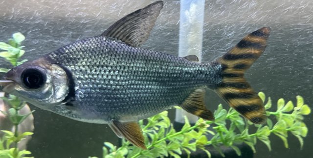 For Sale - 8in Redfin flagtail | MonsterFishKeepers.com