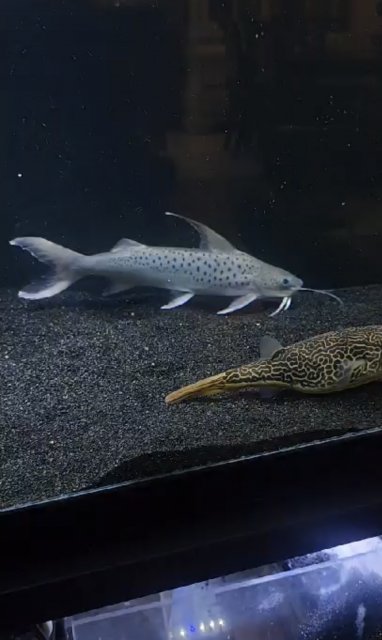 For Sale - 15” lince catfish | MonsterFishKeepers.com