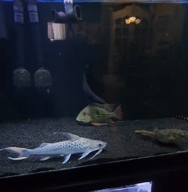 For Sale - 15” lince catfish | MonsterFishKeepers.com