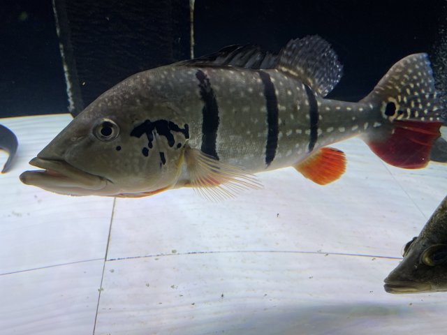 For Sale - Temensis Peacock bass 22” | MonsterFishKeepers.com