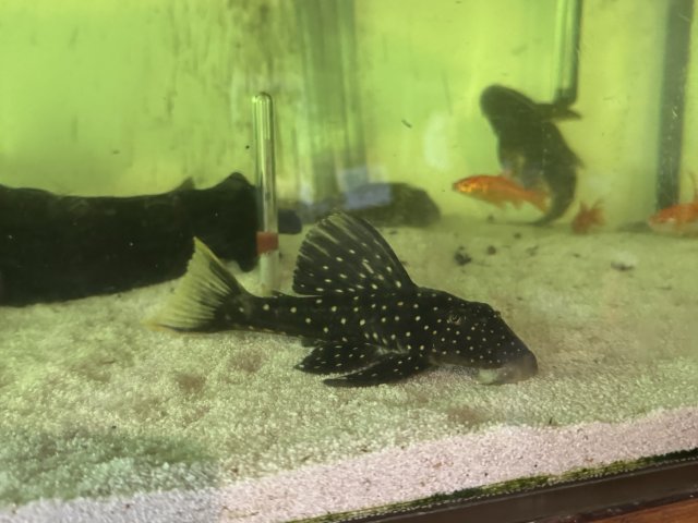For Sale - 7 inch Luteus Pleco | MonsterFishKeepers.com
