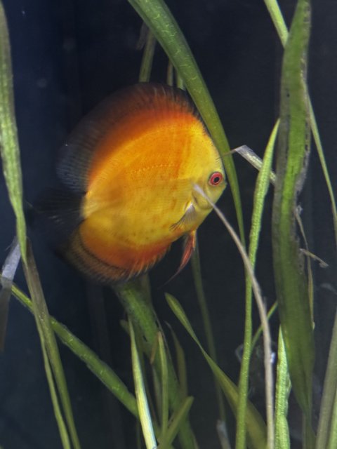 For Sale - Discus and tetras | MonsterFishKeepers.com