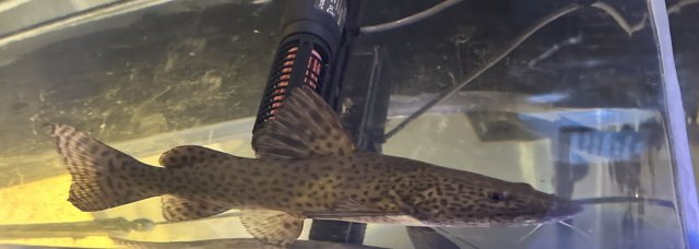 For Sale - Jau Catfish | MonsterFishKeepers.com
