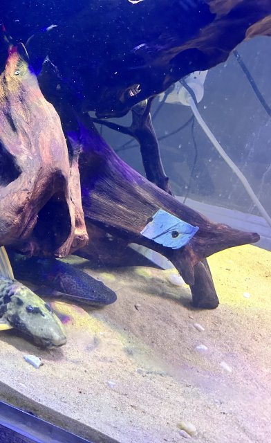For Sale - Jau Catfish | MonsterFishKeepers.com