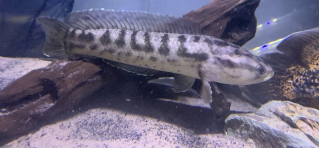 Snakehead identification | MonsterFishKeepers.com