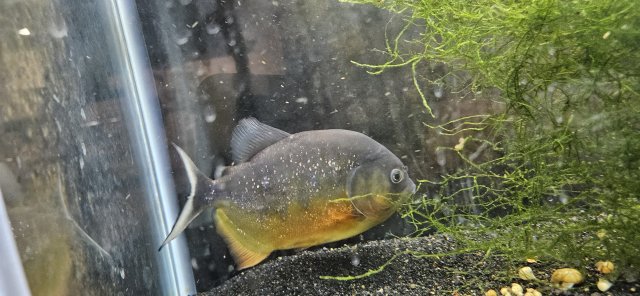 For Sale - 8" Pygocentrus piraya | MonsterFishKeepers.com