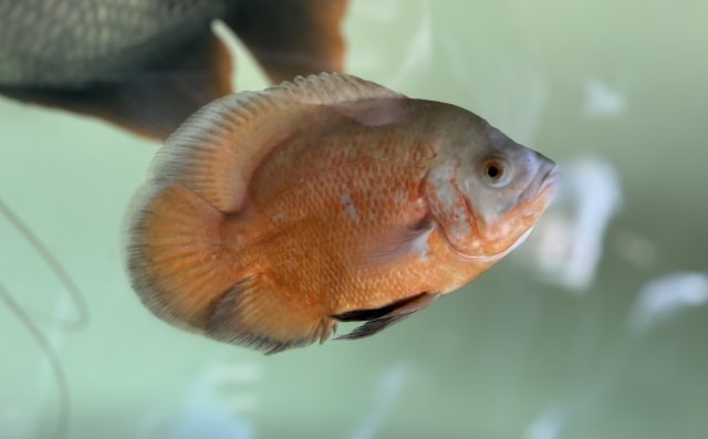 For Sale - 7inch SB Red Oscar | MonsterFishKeepers.com