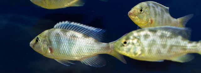 Red Marks Appearing - Gills, Mouth, Edges of Fish | MonsterFishKeepers.com