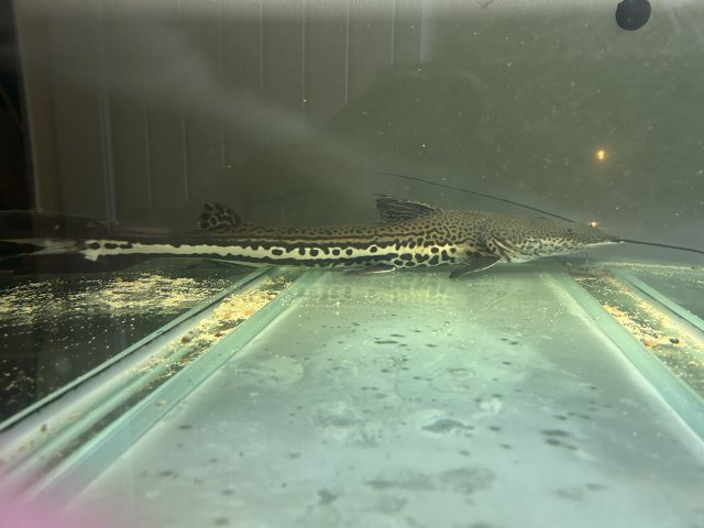 For Sale - Firewood catfish | MonsterFishKeepers.com