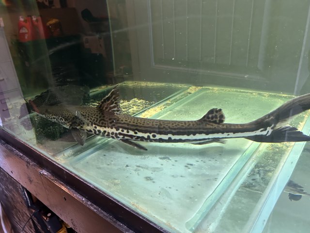 For Sale - Firewood catfish | MonsterFishKeepers.com